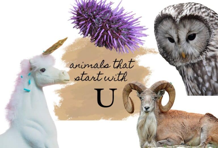 Show and Tell Letter U: 40 Unbelievably Good Ideas - Discover Childhood