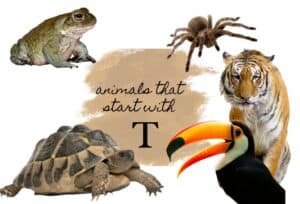 Show and Tell Letter T: 80+ Terrific Ideas - Discover Childhood