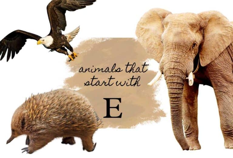 Show and Tell Letter E: 55+ Excellent Ideas! - Discover Childhood