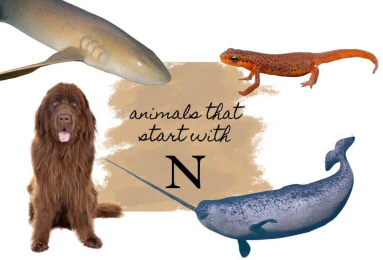 Show and Tell Letter N: The 60 Ideas You Need to Make It Easy ...