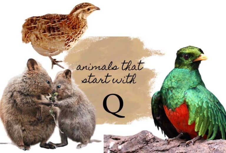 Letter Q Show and Tell: 43 Quite Good Ideas! - Discover Childhood